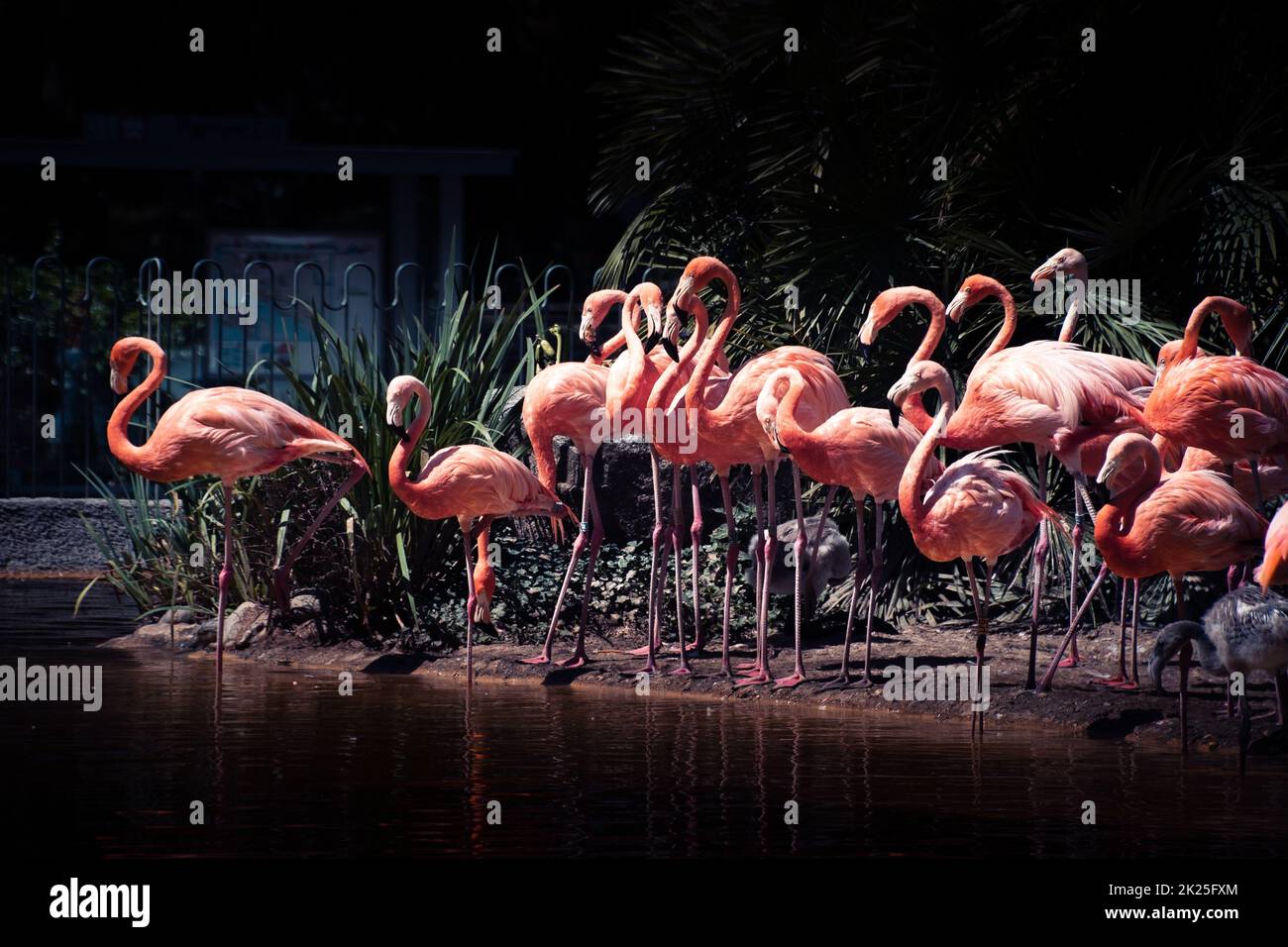Pink flamingo at the Palmyre zoo in France Stock Photo - Alamy