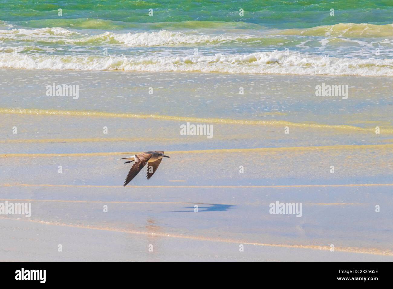 Flying birds seagulls at beautiful Holbox island beach sandbank Mexico ...