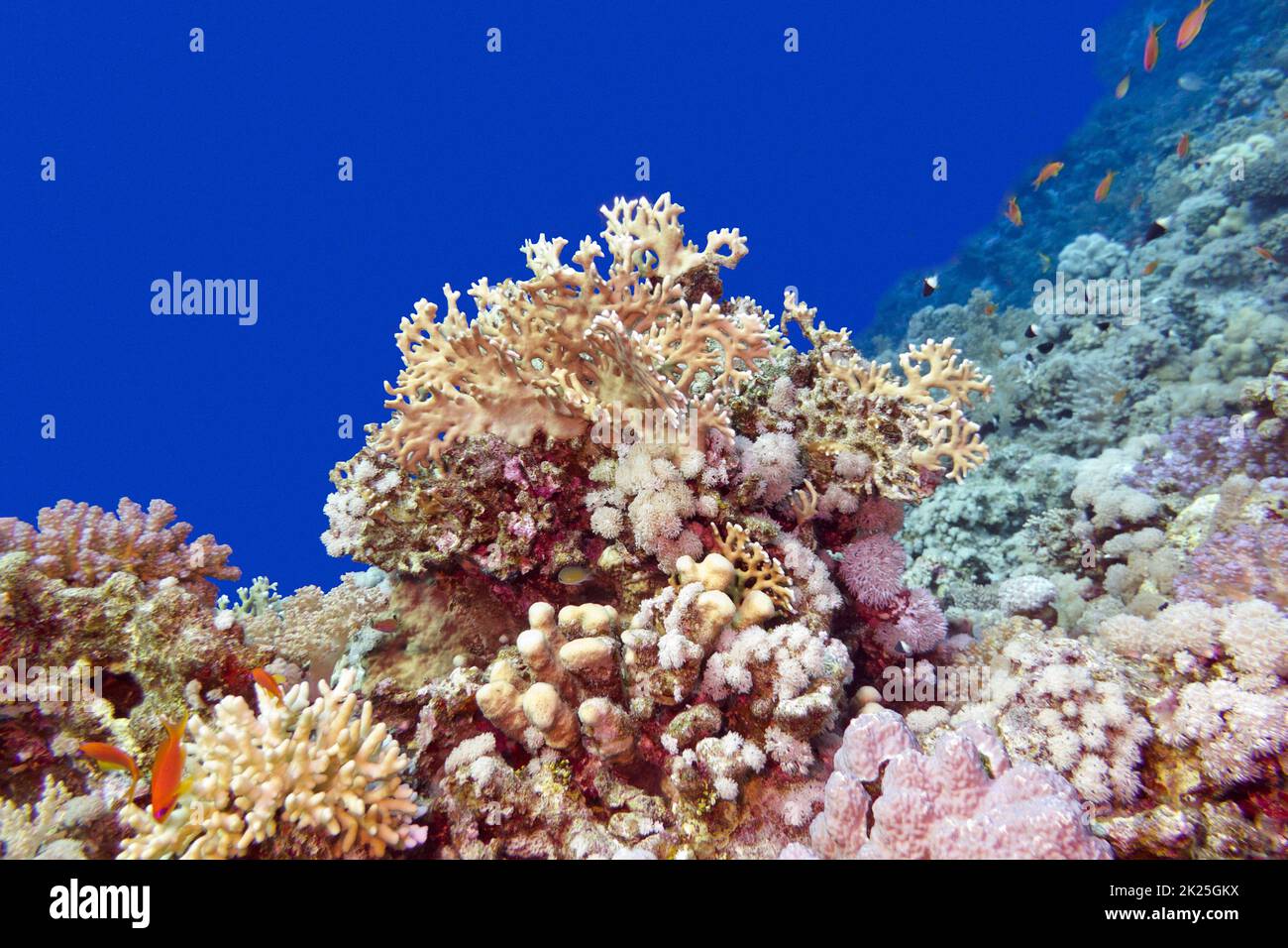 colorful coral reef in tropical sea, underwater Stock Photo - Alamy