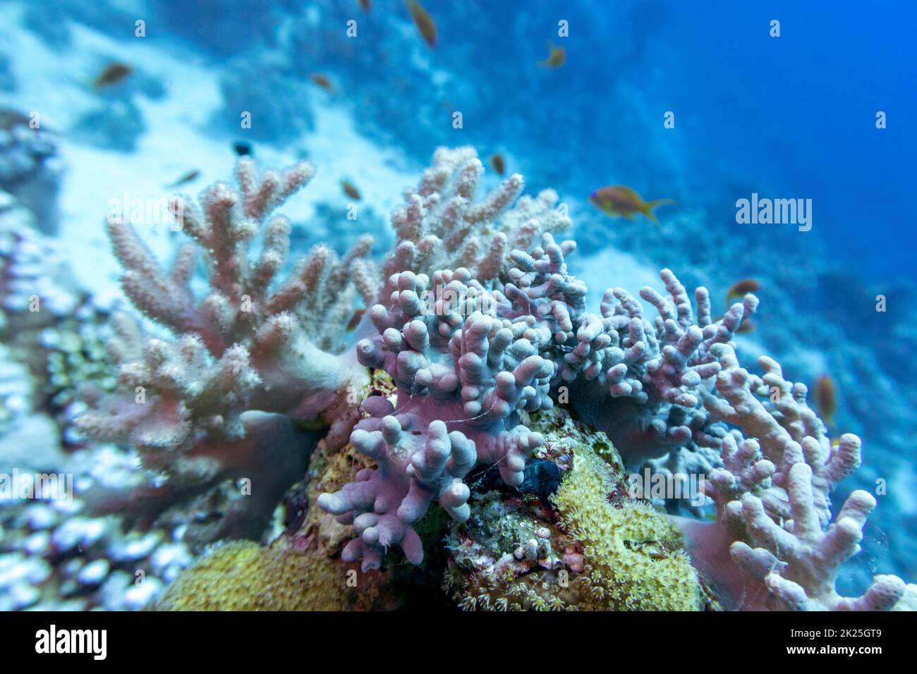 Finger coral hi-res stock photography and images - Alamy