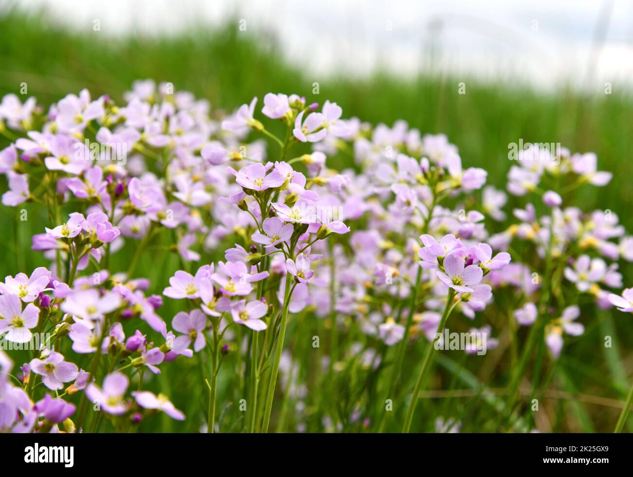 meadow foam herb on a damp meadow Stock Photo - Alamy