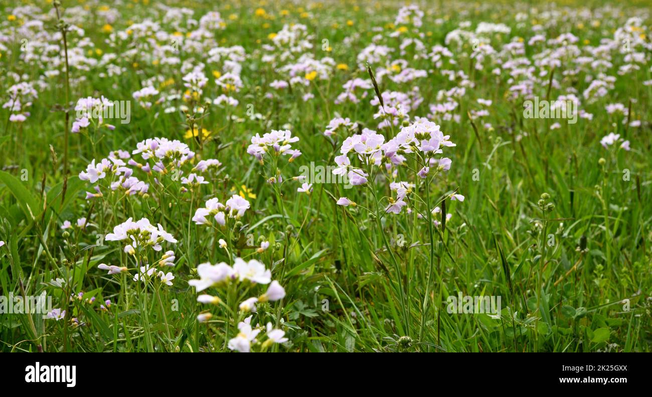 Damp meadow hi-res stock photography and images - Alamy