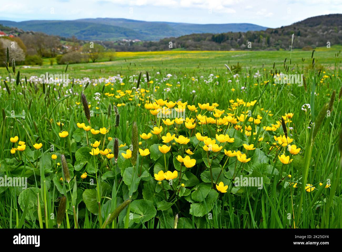 Herb grass hi-res stock photography and images - Alamy