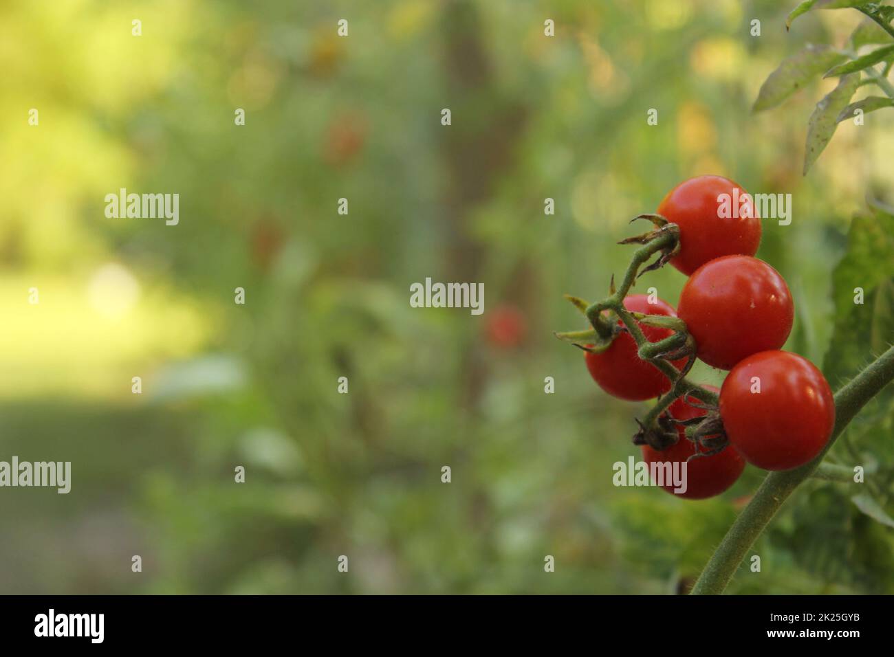 Cherry tomato in the garden hi-res stock photography and images - Alamy