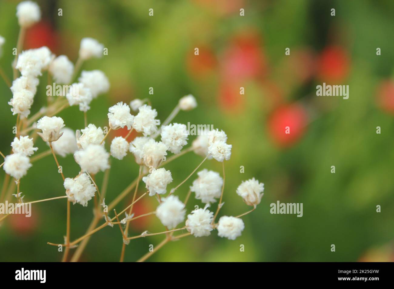 Baby breath plant hi-res stock photography and images - Alamy