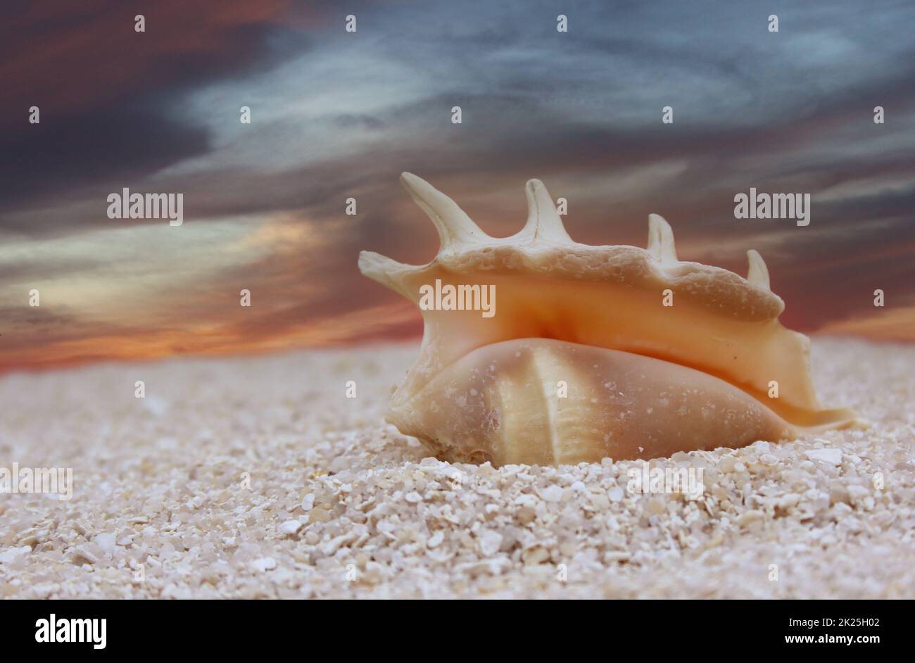 Seashell on Sandy Beach With Sunset Background Stock Photo - Alamy