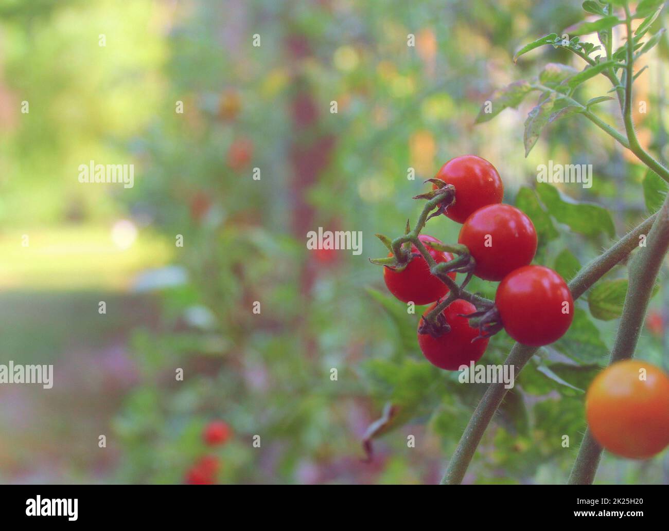 Red Ripe Cherry Tomato Growing in Garden Stock Photo - Alamy