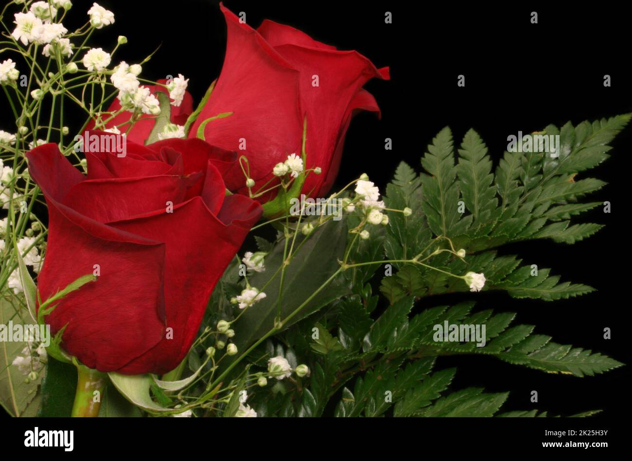 Long stem Red Roses on Black Background Stock Photo - Alamy