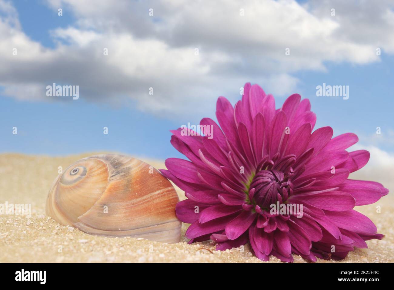 Shell flower hi-res stock photography and images - Alamy