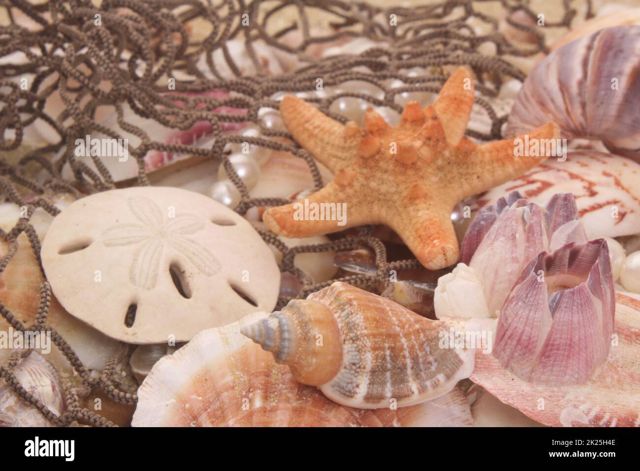 Sea Shells on Sand With Fishing Net, Shallow DOF Stock Photo - Alamy