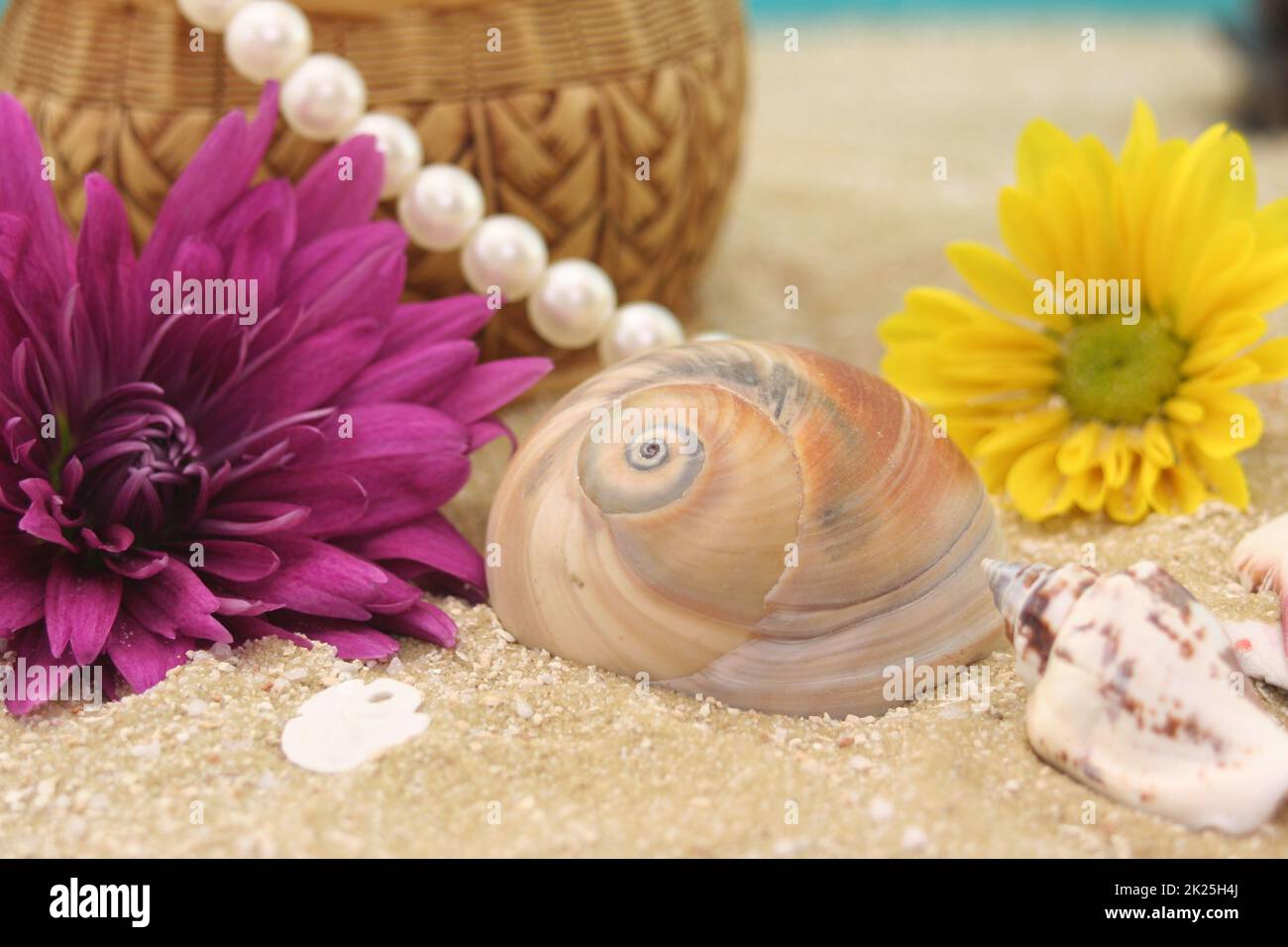 Flowers and Sea Shells on Sandy Beach, Shallow DOF Stock Photo - Alamy