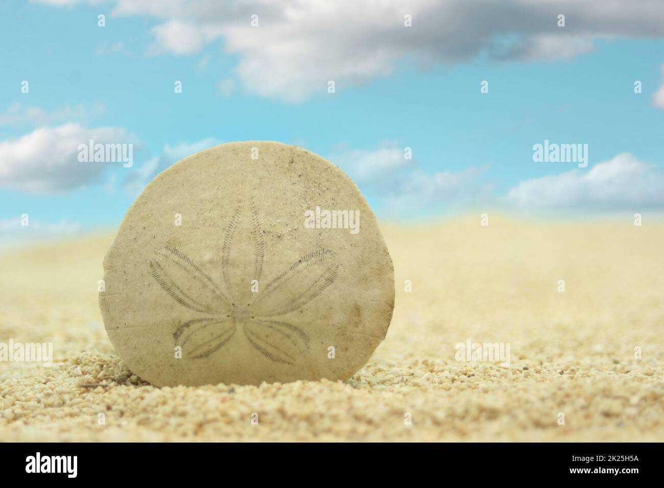 Sand Dollar on Beach With Blue Sky Background Stock Photo - Alamy