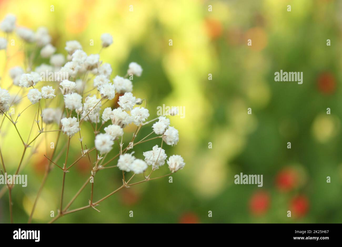 Baby breath plant hi-res stock photography and images - Alamy