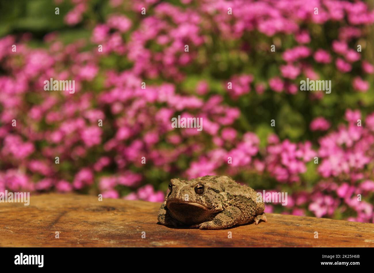 Texas Toad Anaxyrus speciosus in Flower Garden With Blurred Flowers ...