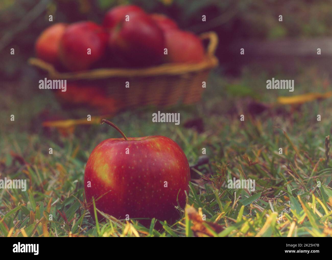 Basket of Red Apples outdoors in Autumn Stock Photo - Alamy