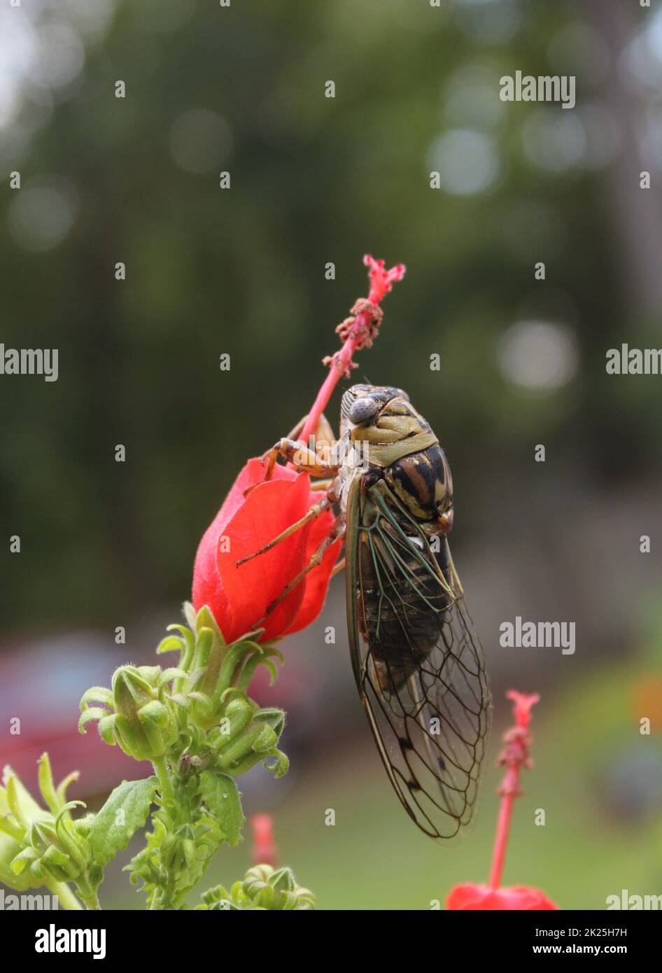 Cicada Insect on Turk's Cap Flower Outdoors in Garden Stock Photo - Alamy