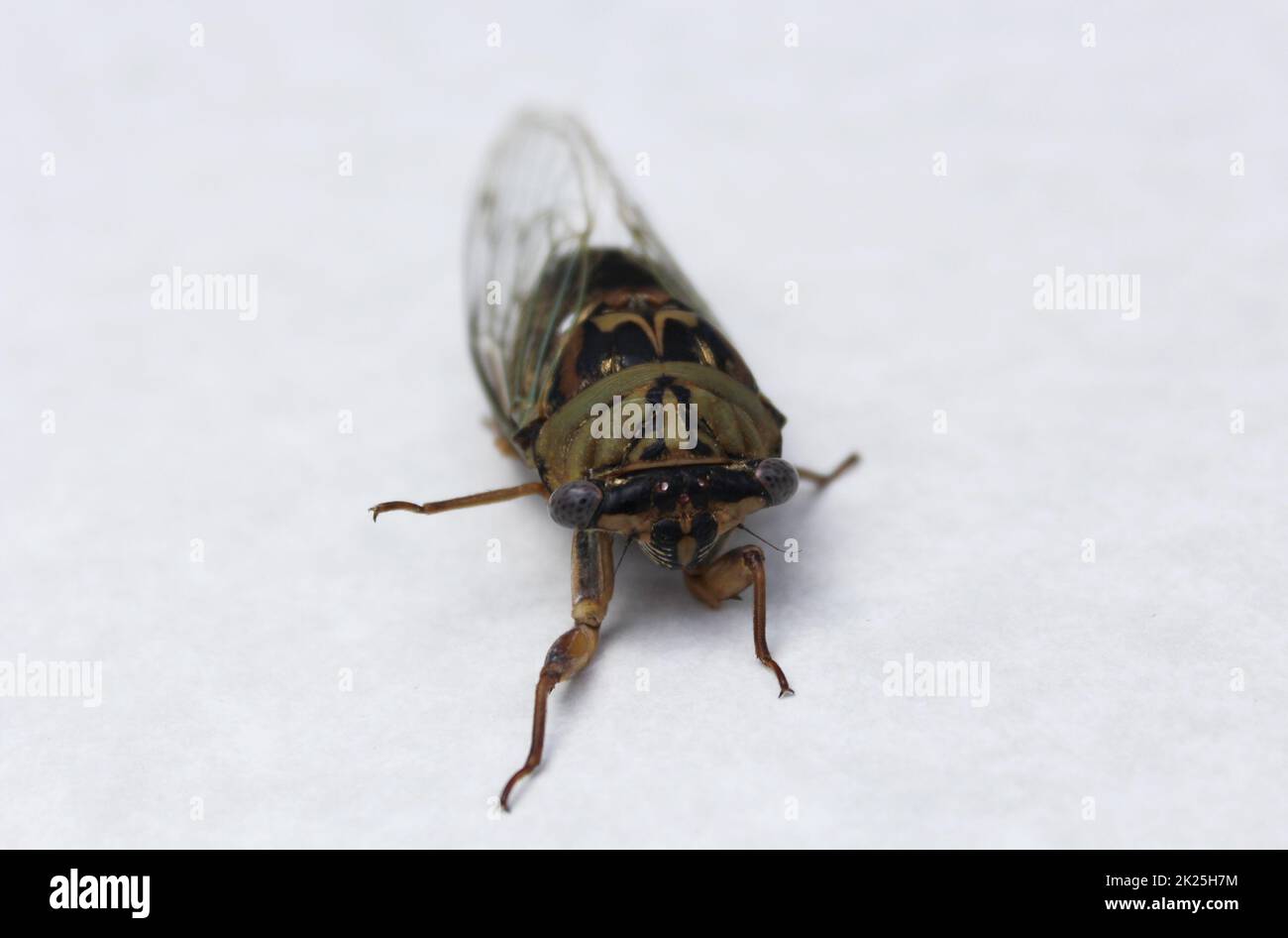 Cicada Insect on White Paper Background Close up Stock Photo - Alamy