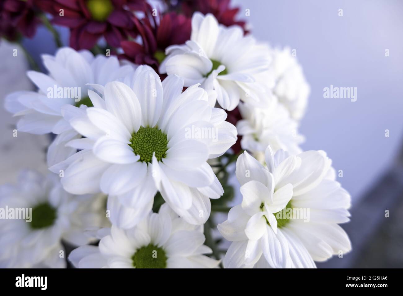 Flowers in a cemetery Stock Photo - Alamy