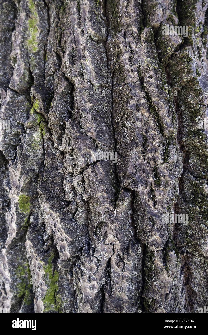 Textured tree bark Stock Photo - Alamy