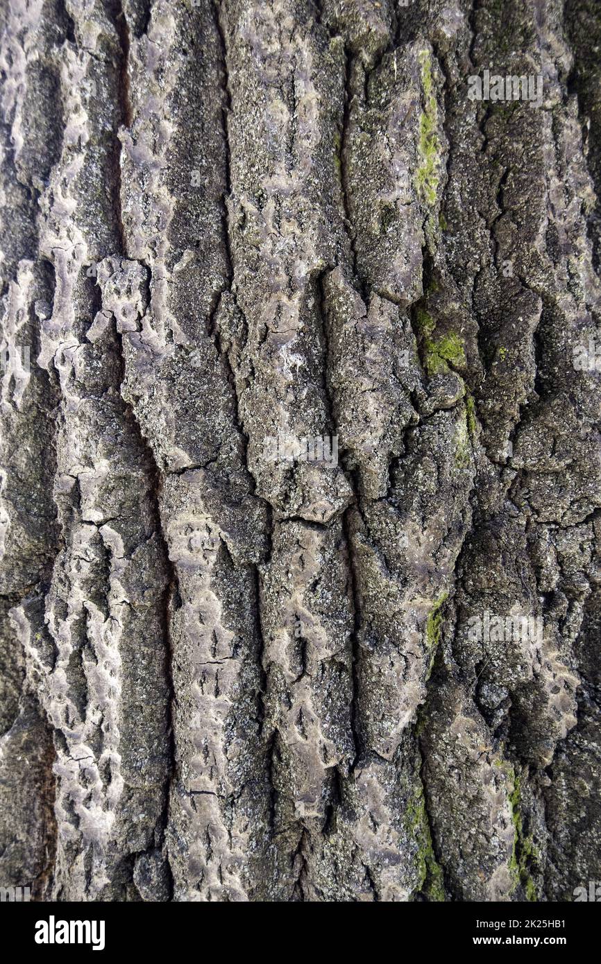 Textured tree bark detail hi-res stock photography and images - Alamy
