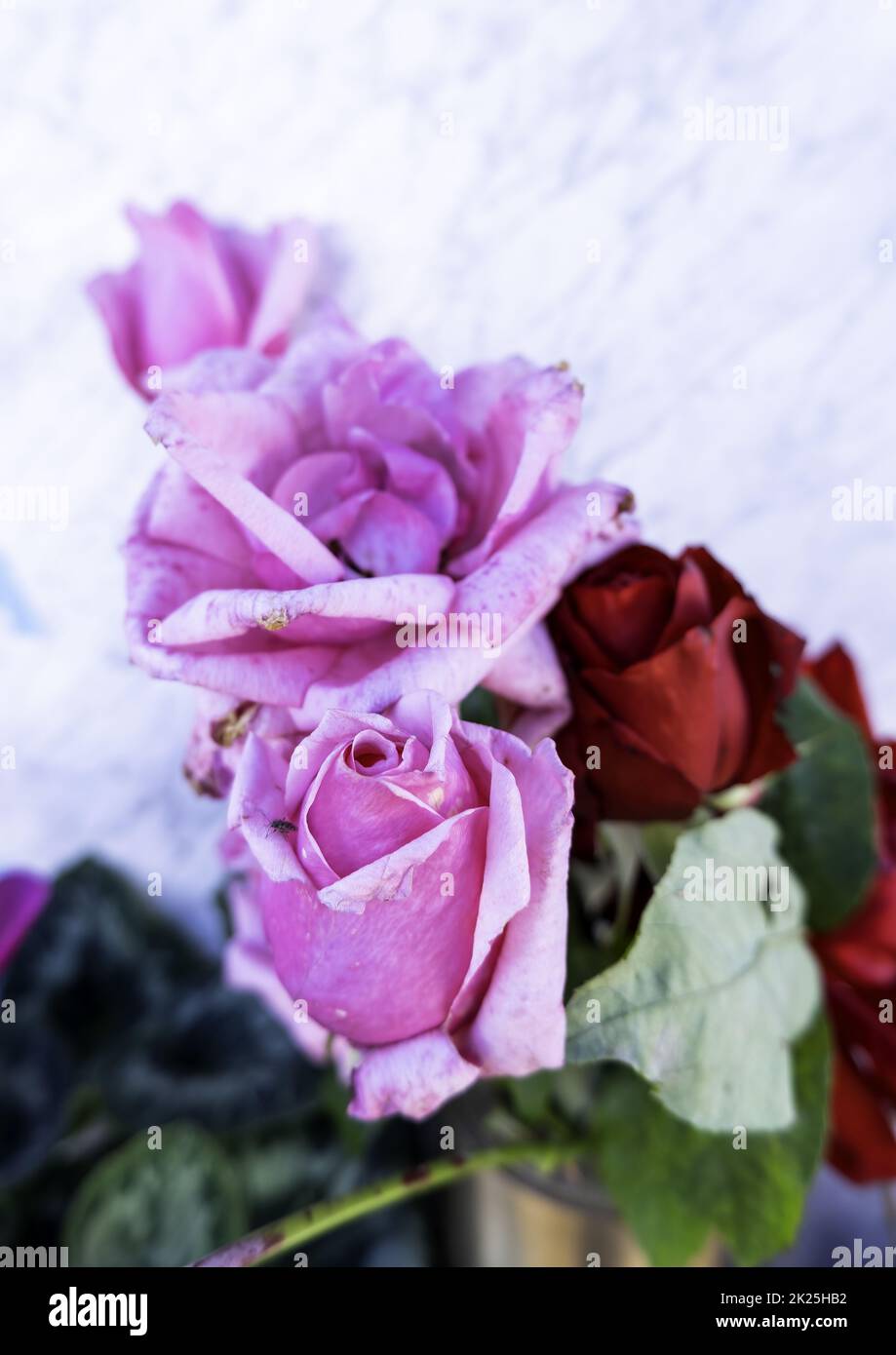 Monument flowers catholic cemetery hi-res stock photography and images ...