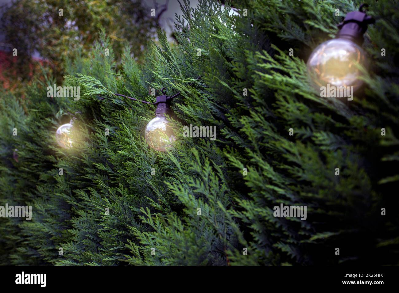 Green Hedges and hanging light bulbs, park or garden, flora,bright ...