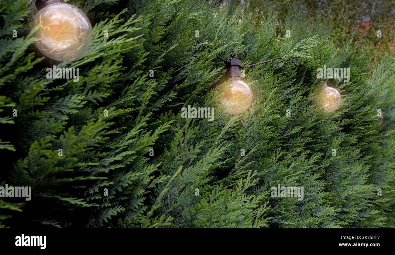 Green Hedges and hanging light bulbs, park or garden, flora,bright ...