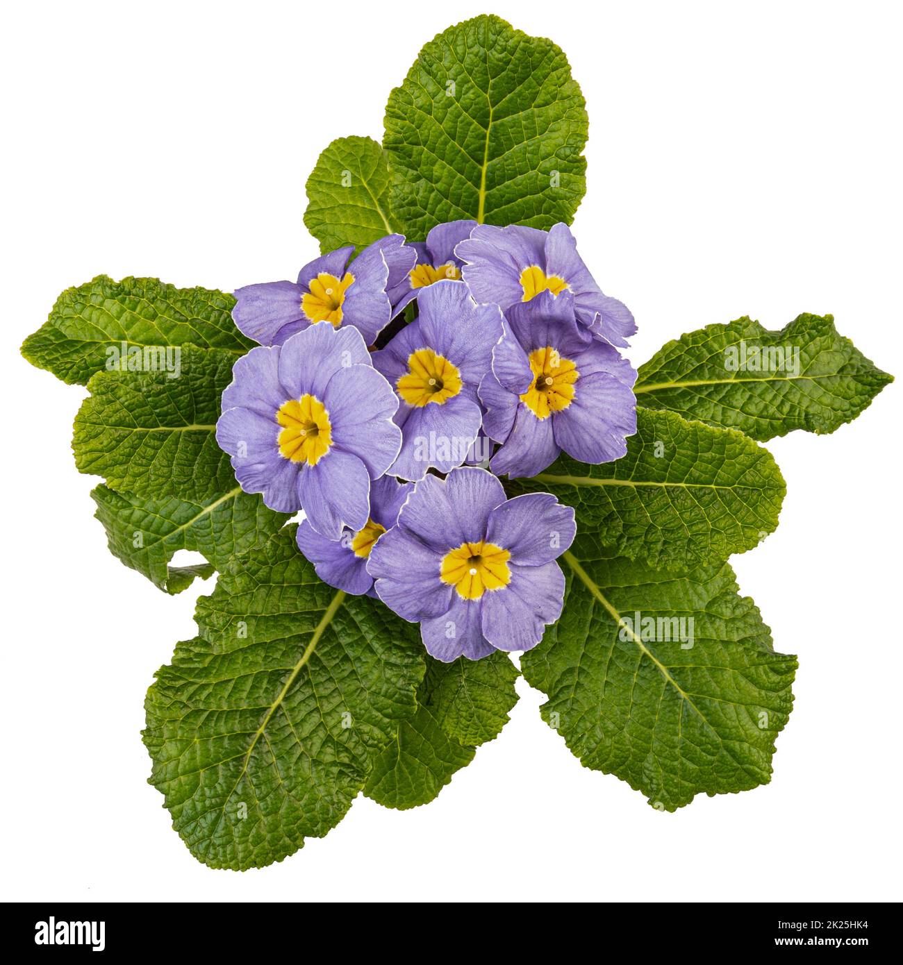 Beauty of light Cut Out Stock Images & Pictures - Alamy