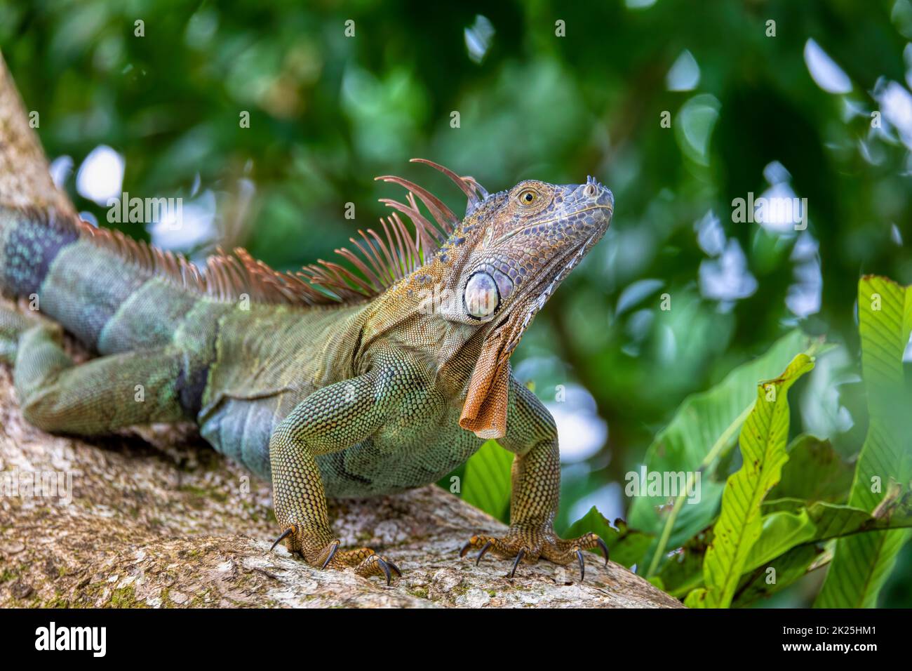 Green iguana (Iguana iguana), Tortuguero, Costa Rica wildlife Stock ...