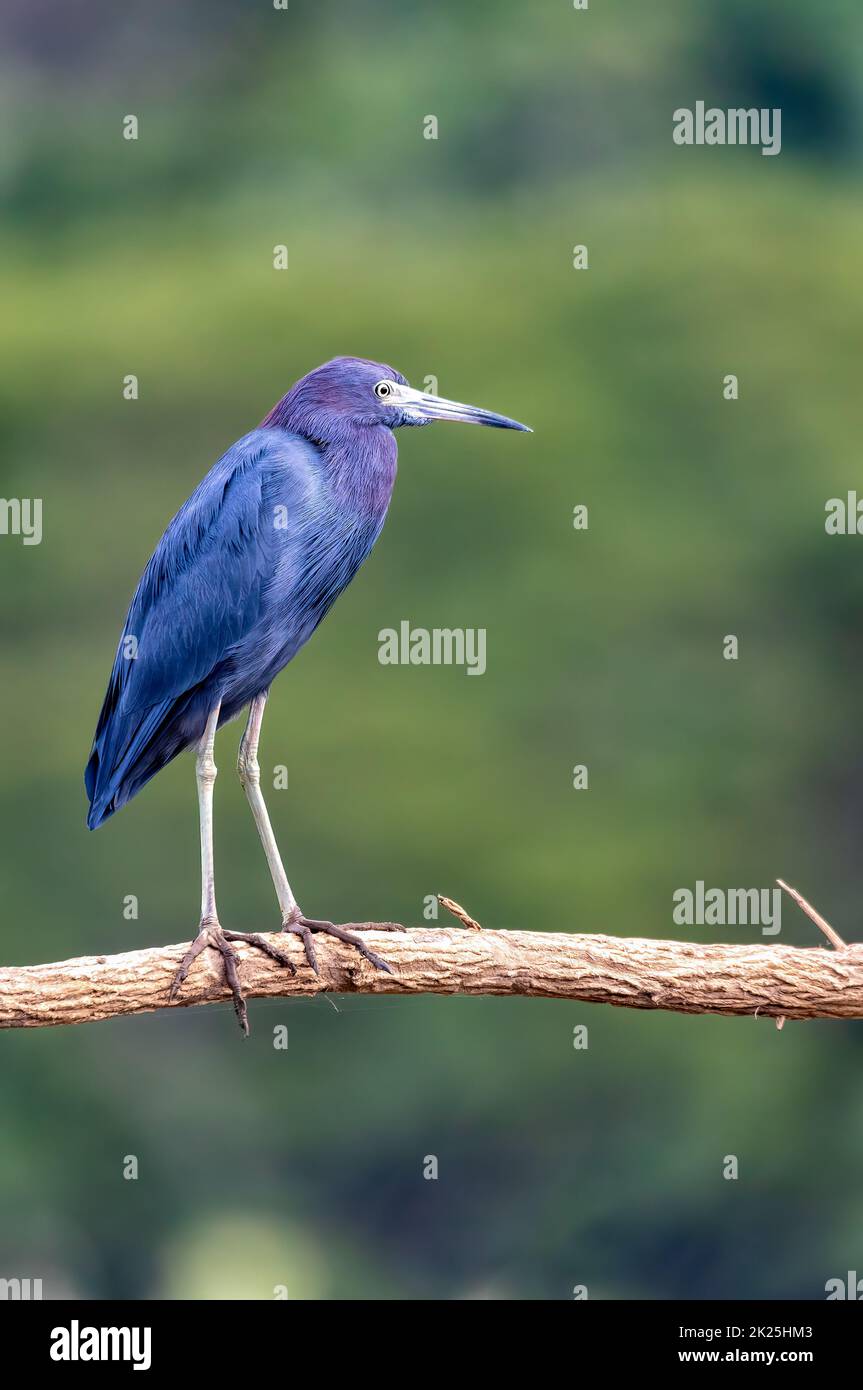 Little blue heron, Egretta caerulea, river Tarcoles, Costa Rica Stock ...
