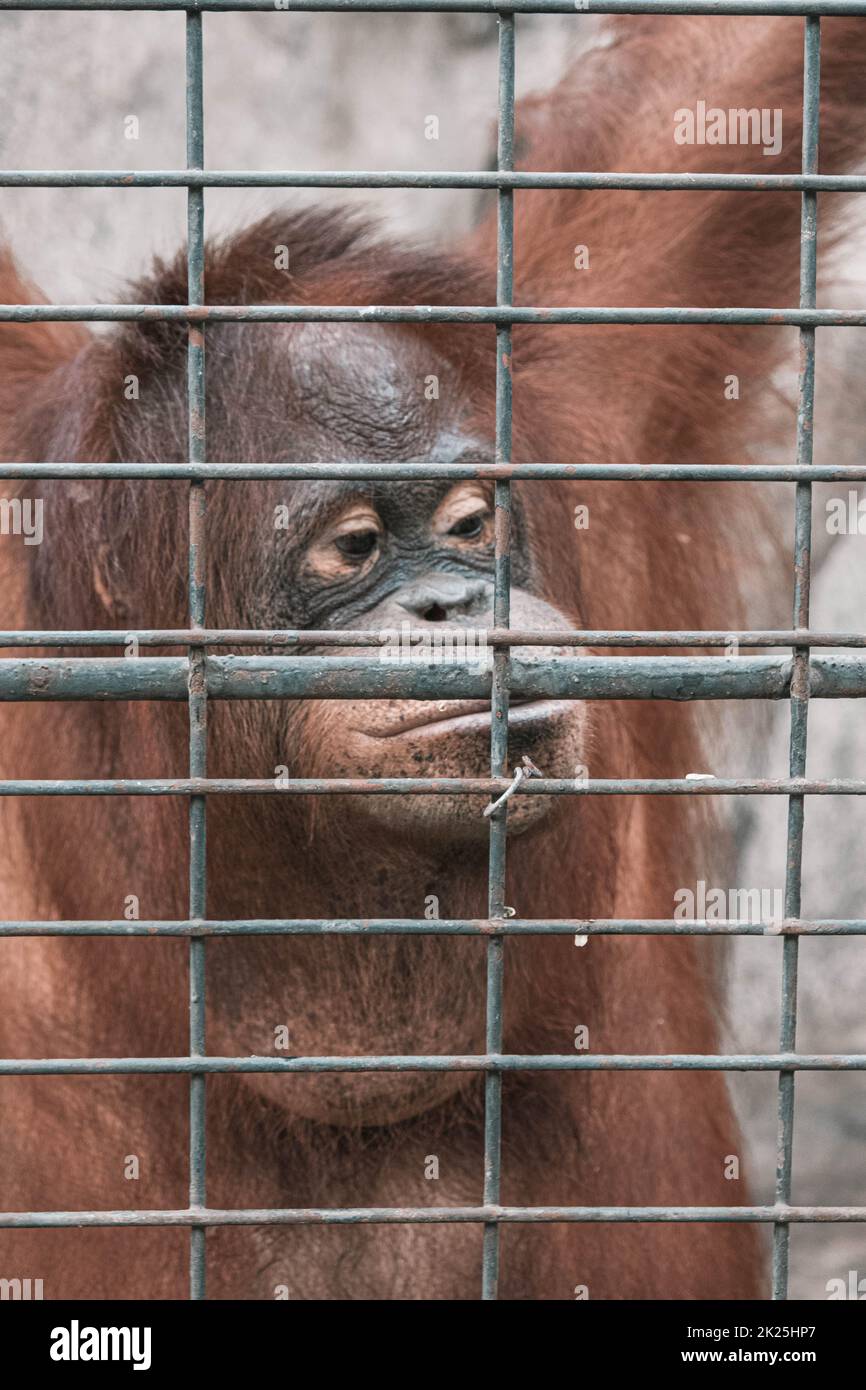 a monkey feeling loneliness and sadness behind jail. the eyes of a ...