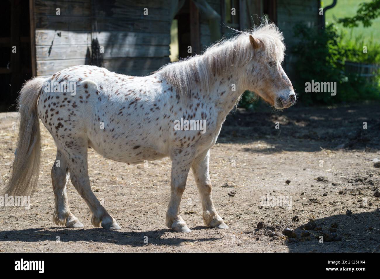 Pony pose hi-res stock photography and images - Alamy