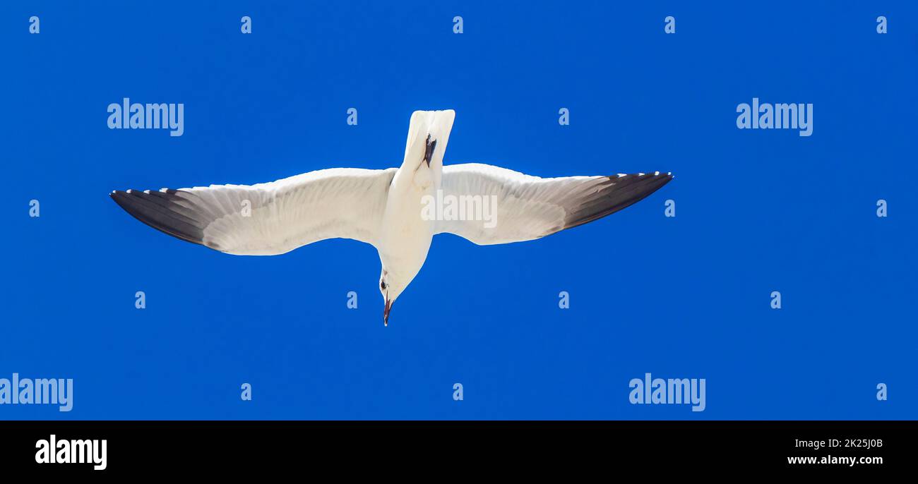Flying seagull bird with blue sky background Holbox island Mexico Stock ...