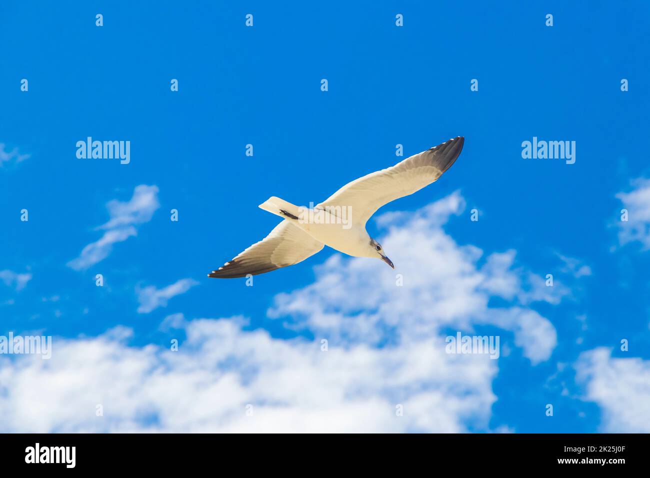 Flying seagull bird with blue sky background Holbox island Mexico Stock ...