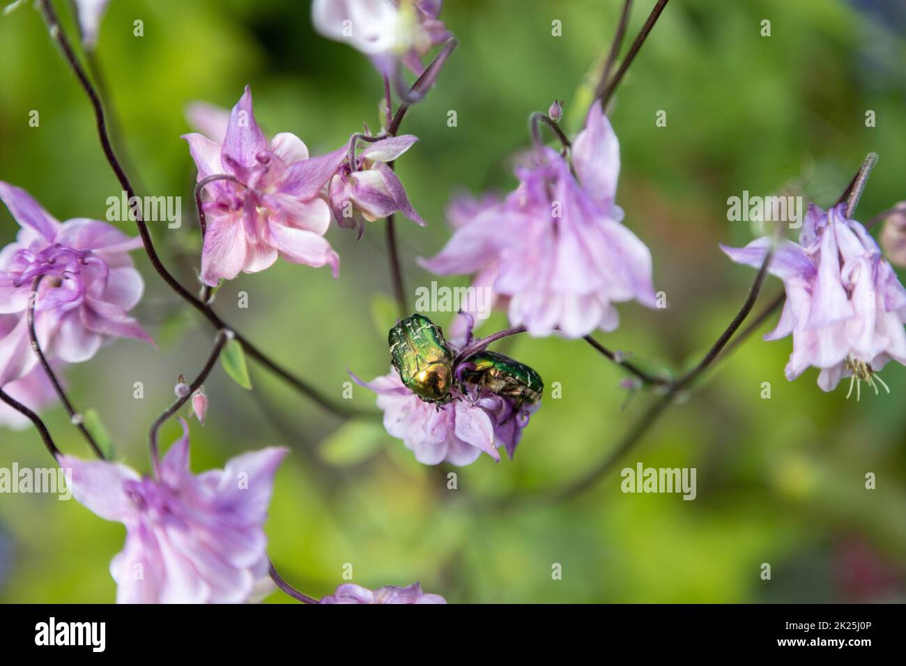Two Golden Rose Beetles forage on pink flowers Stock Photo - Alamy