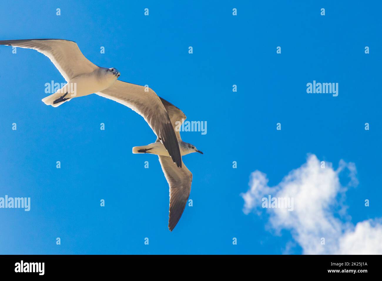 Flying seagulls birds with blue sky background Holbox island Mexico ...