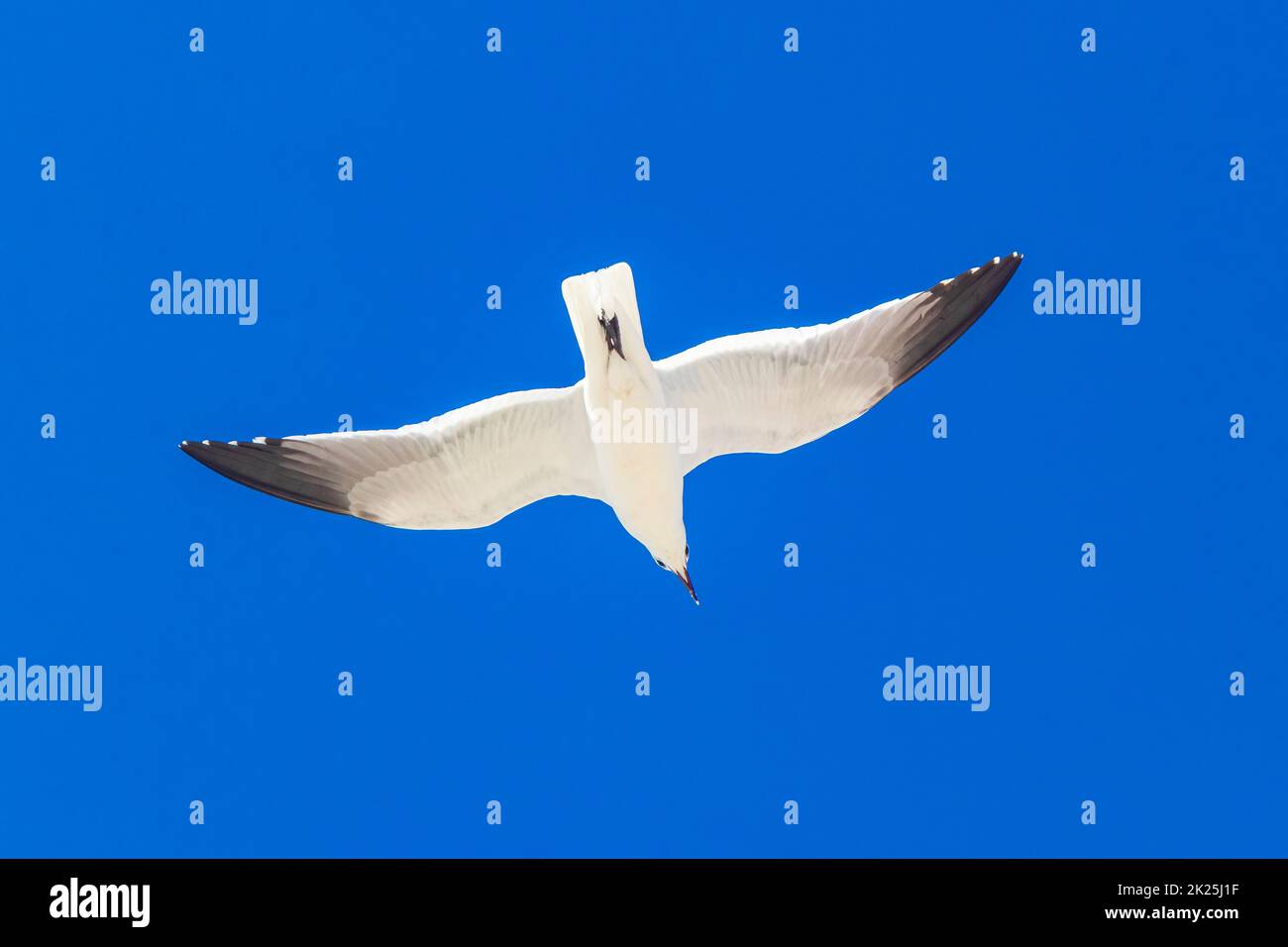 Flying seagull bird with blue sky background Holbox island Mexico Stock ...