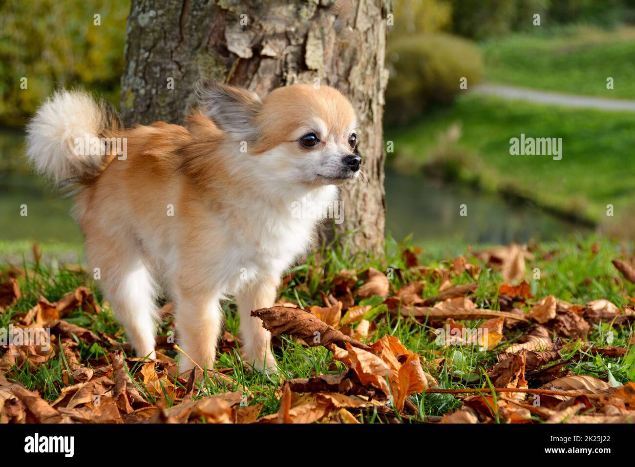 Chihuahua dog in nature Stock Photo - Alamy