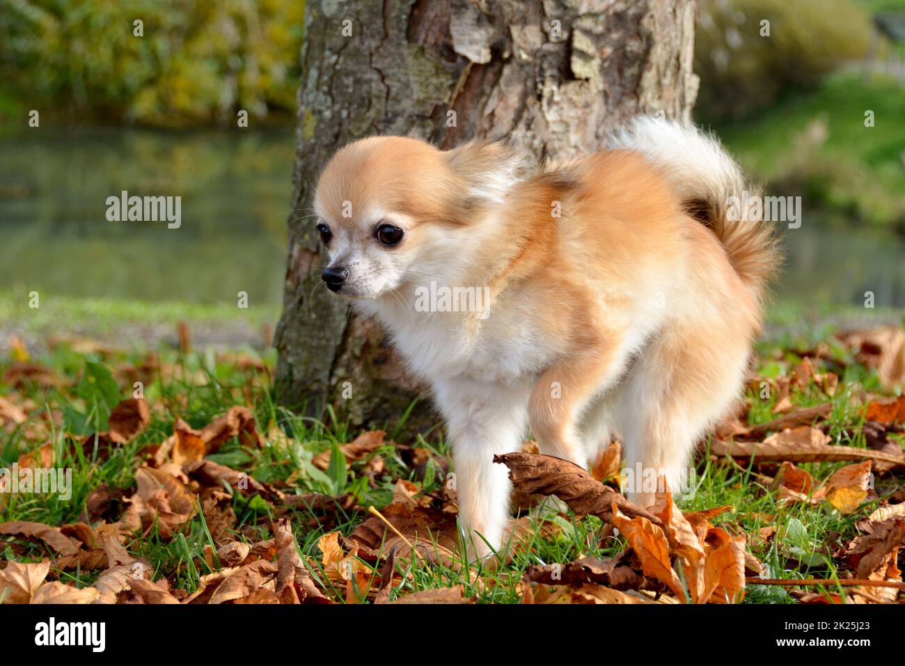 Dog in nature hi-res stock photography and images - Alamy