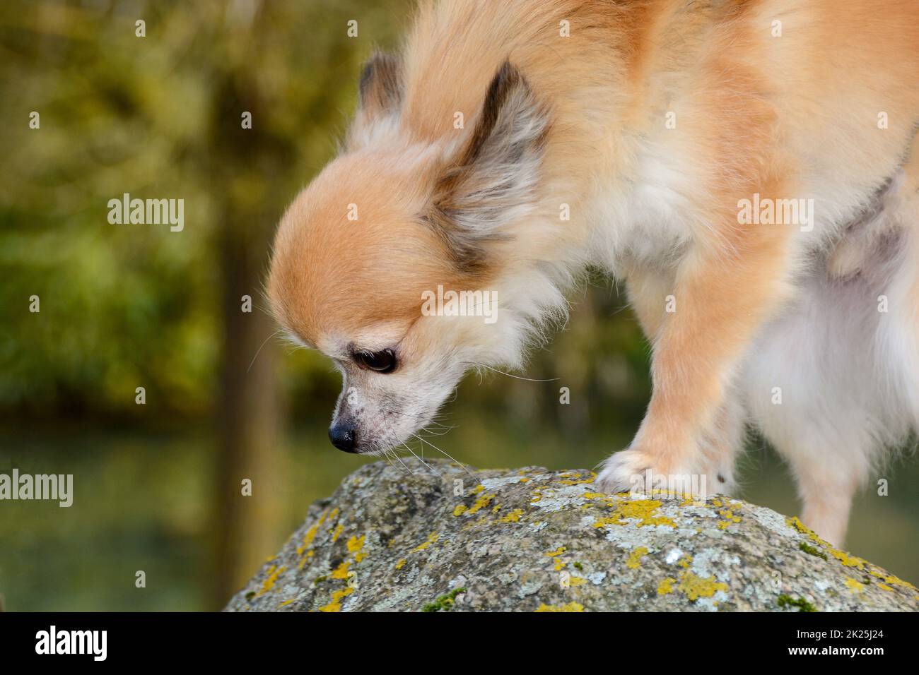 Chihuahua dog in nature Stock Photo - Alamy