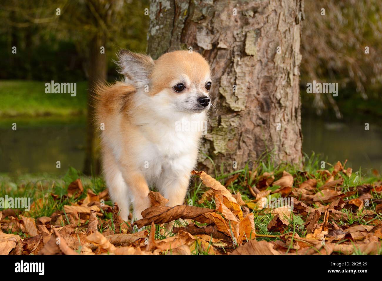 A Chihuahua dog in nature Stock Photo - Alamy