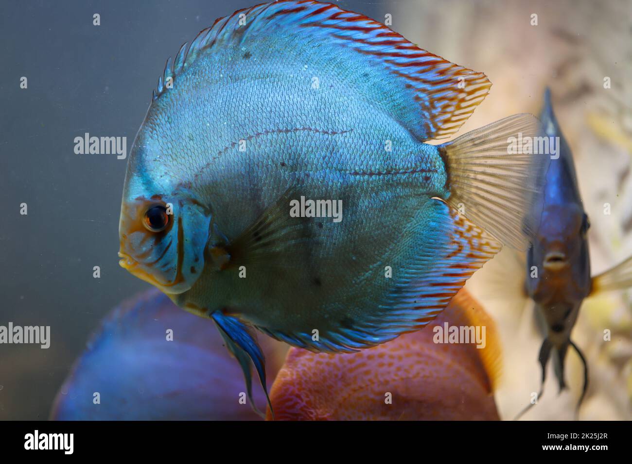 A discus fish in an aquarium. Discus fish originate from the Amazon ...