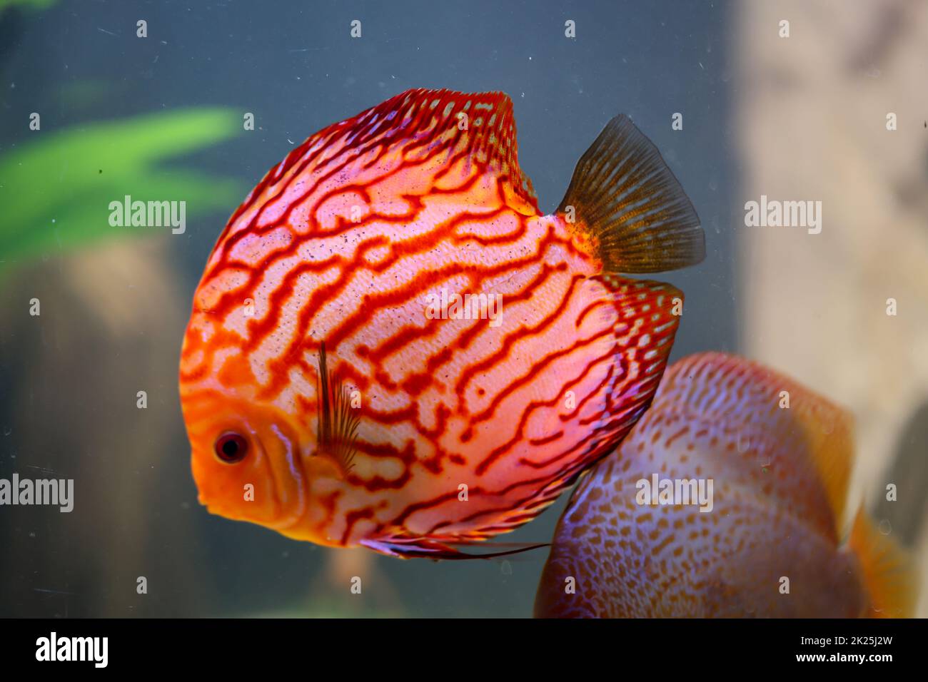 A discus fish in an aquarium. Discus fish originate from the Amazon ...