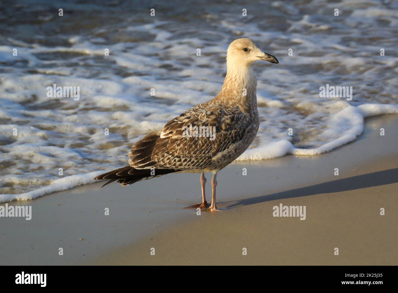 Portrait of a great black-backed gull, seagull on the Baltic Sea Stock ...