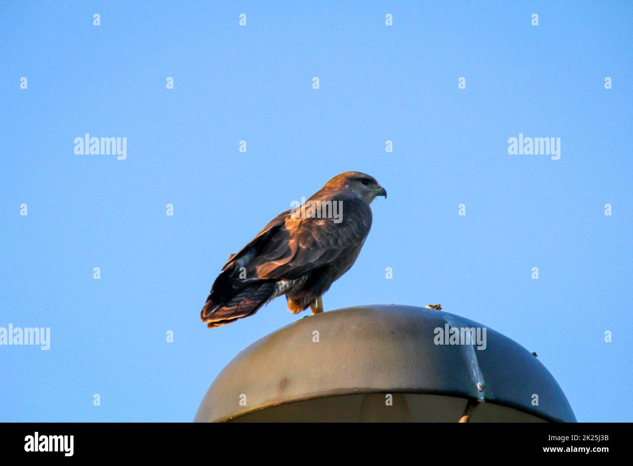 A buzzard on a lantern watches its territory Stock Photo - Alamy