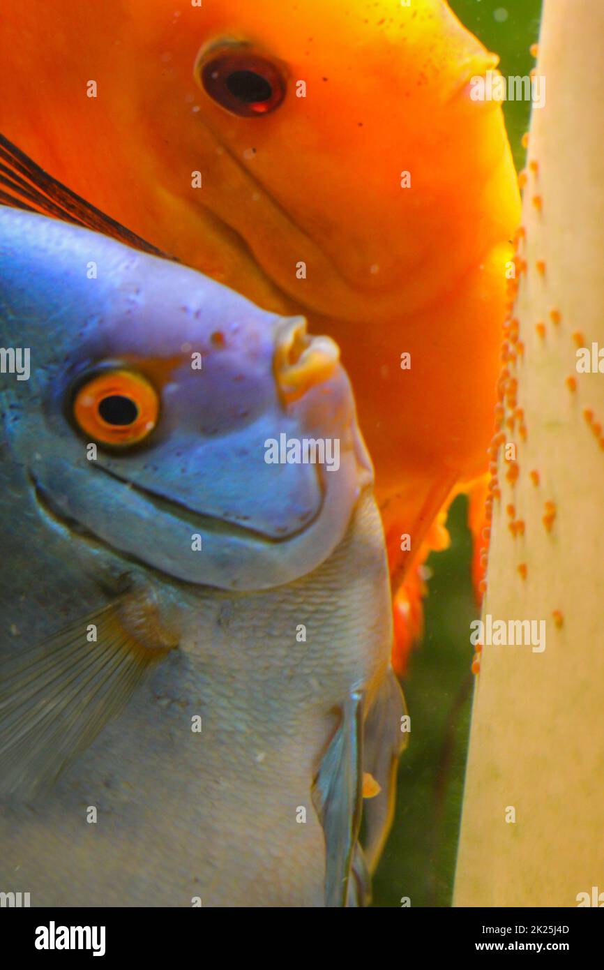 Two discus fish at a spawning cone during spawning Stock Photo - Alamy