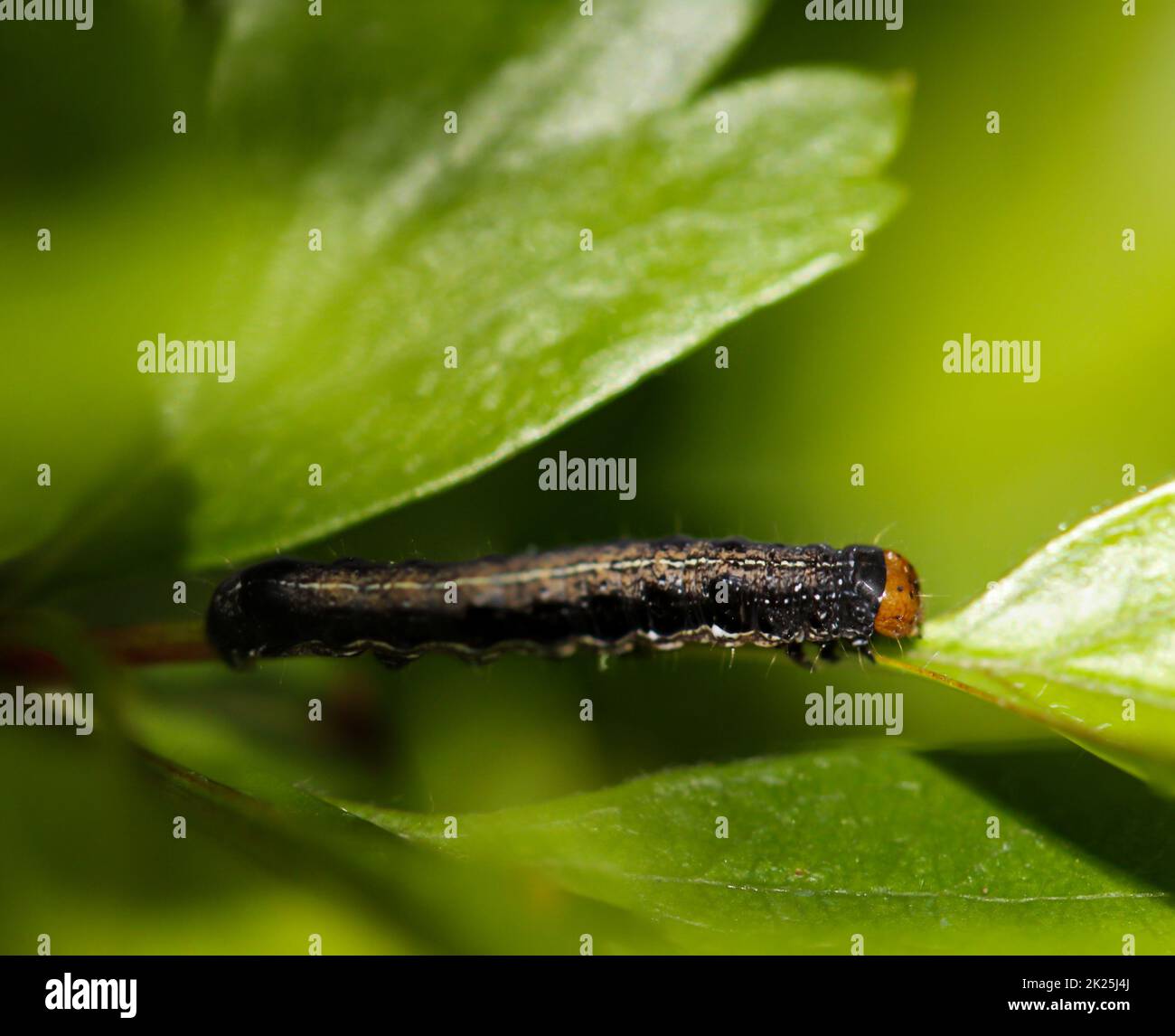 A caterpillar, larva of a butterfly on a plant Stock Photo - Alamy