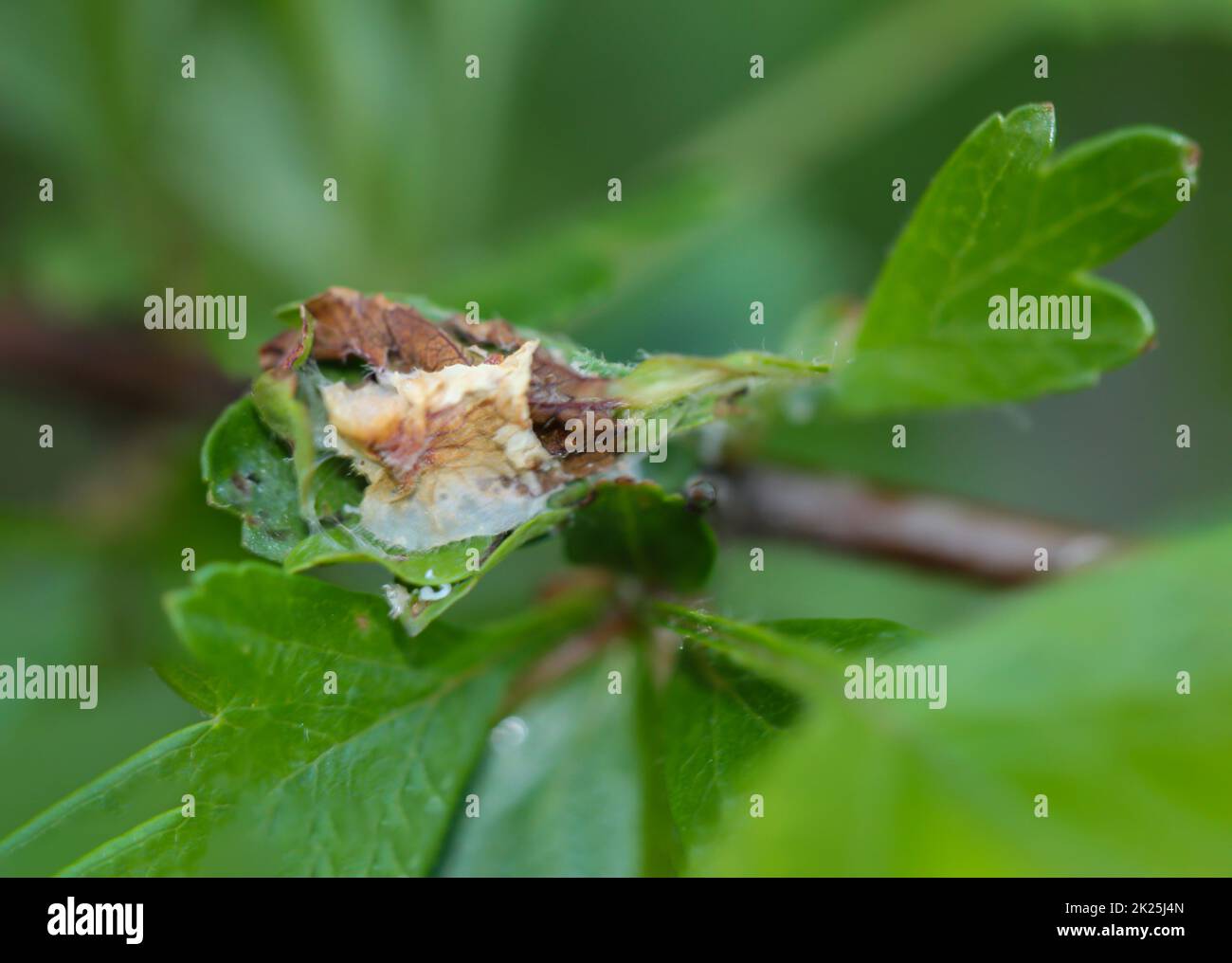 An insect has wrapped itself in a leaf of a tree Stock Photo - Alamy