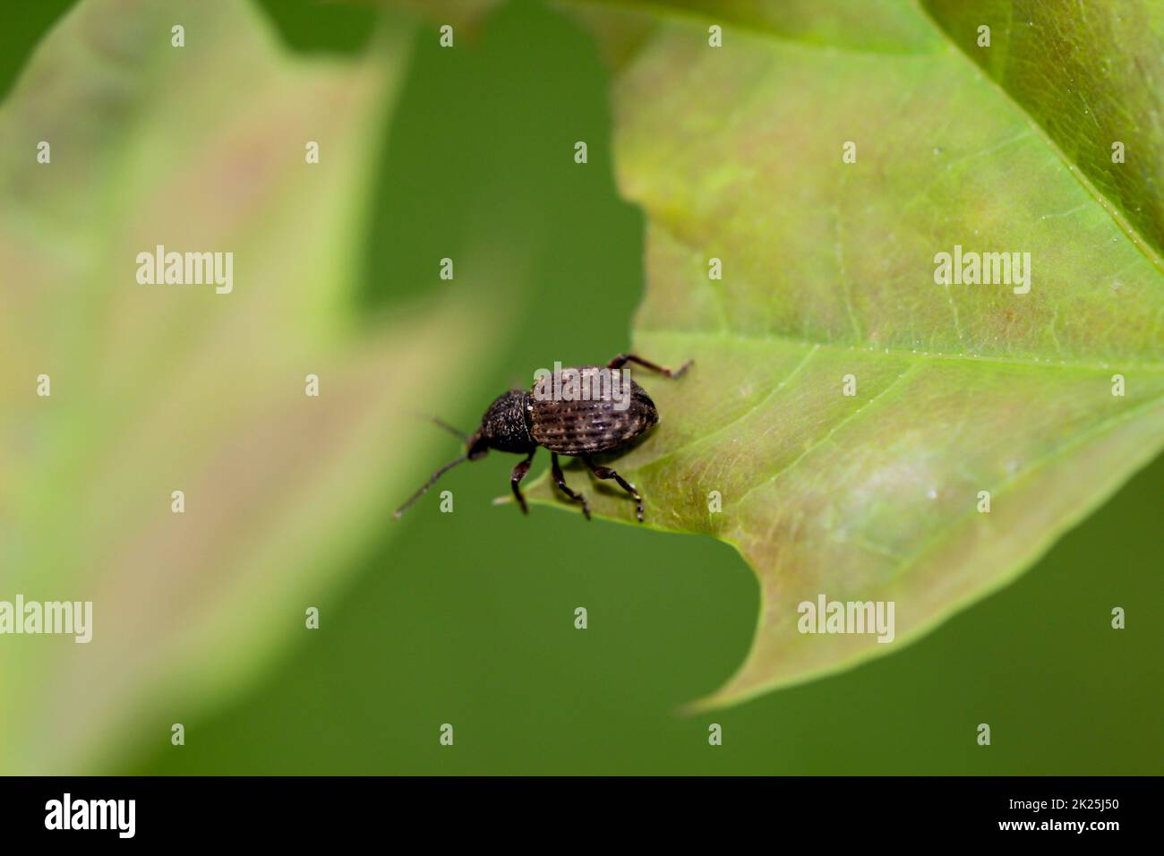 A beetle, weevil climbing on a leaf of a deciduous tree Stock Photo - Alamy