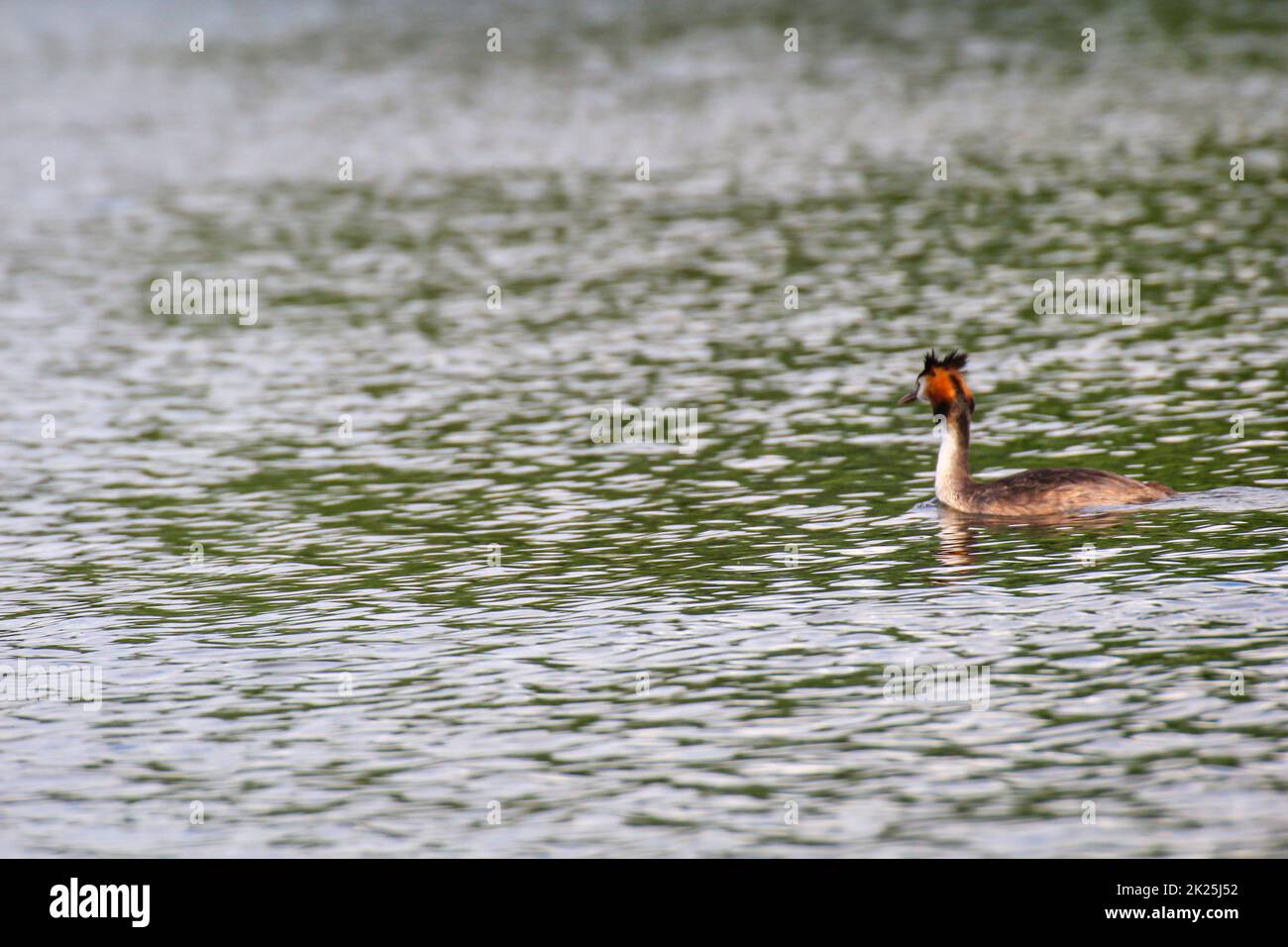Great Crested Grebe on a pond, Great Crested Grebes are excellent ...